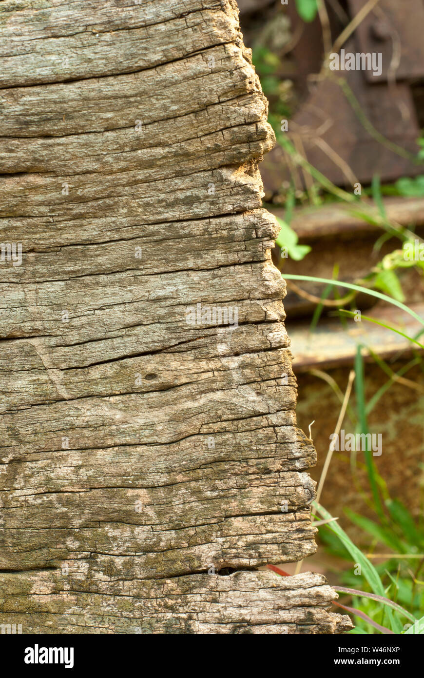 Texture of old stump Stock Photo - Alamy