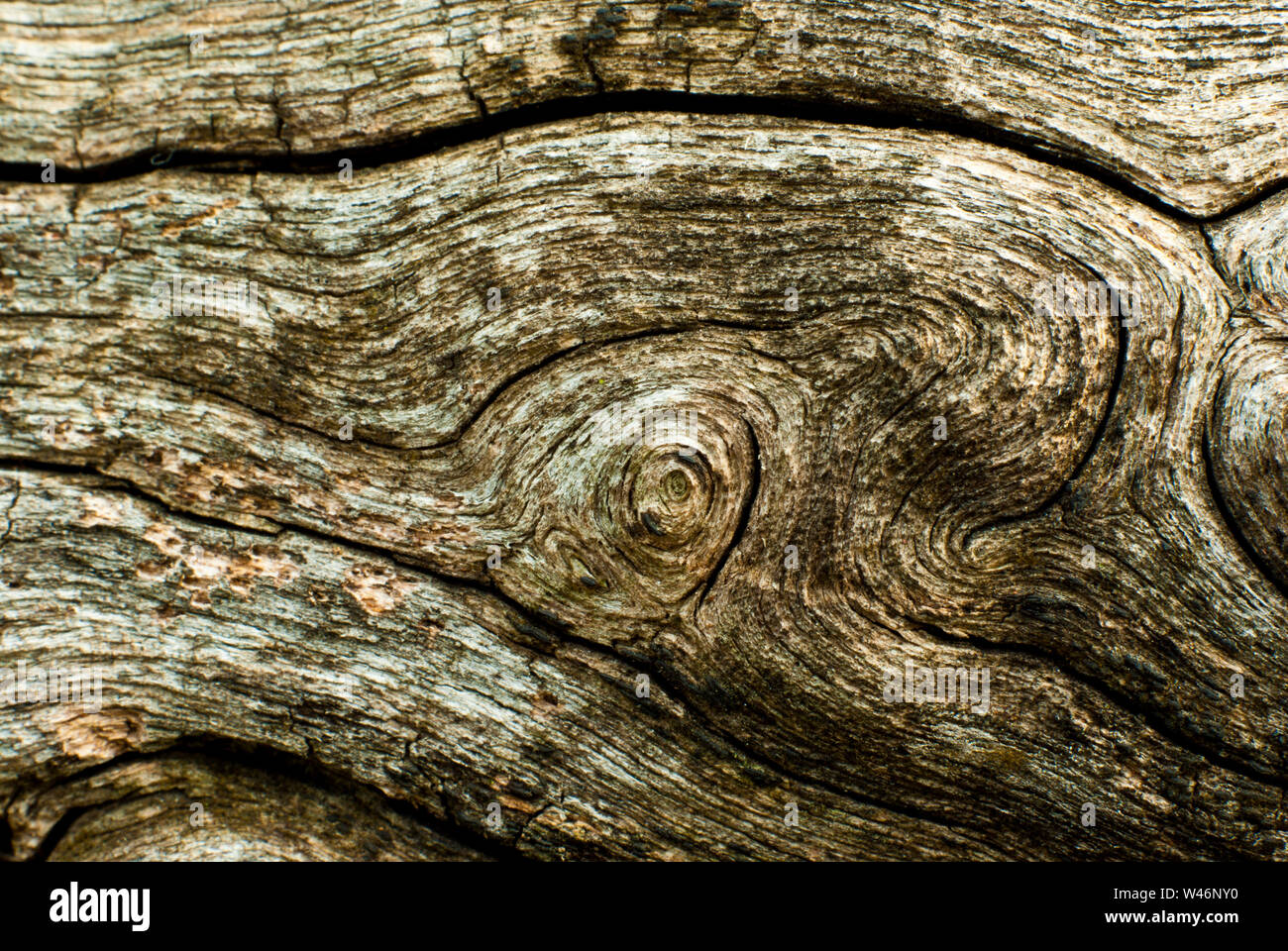 Texture of old stump Stock Photo - Alamy