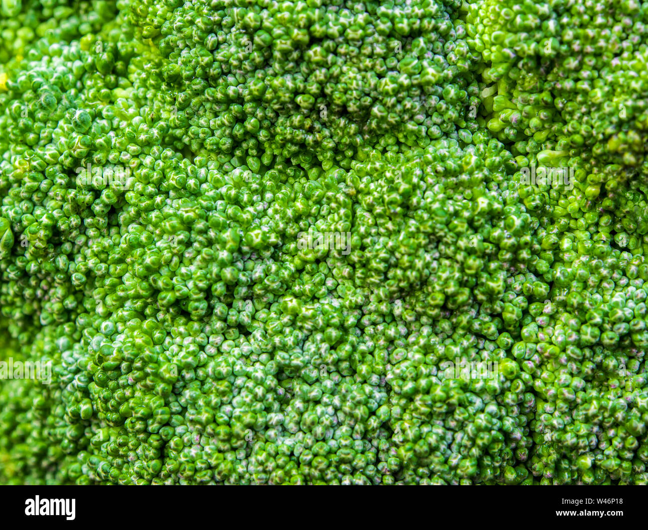 Close up to surface texture of freshness Broccoli vegetable Stock Photo ...