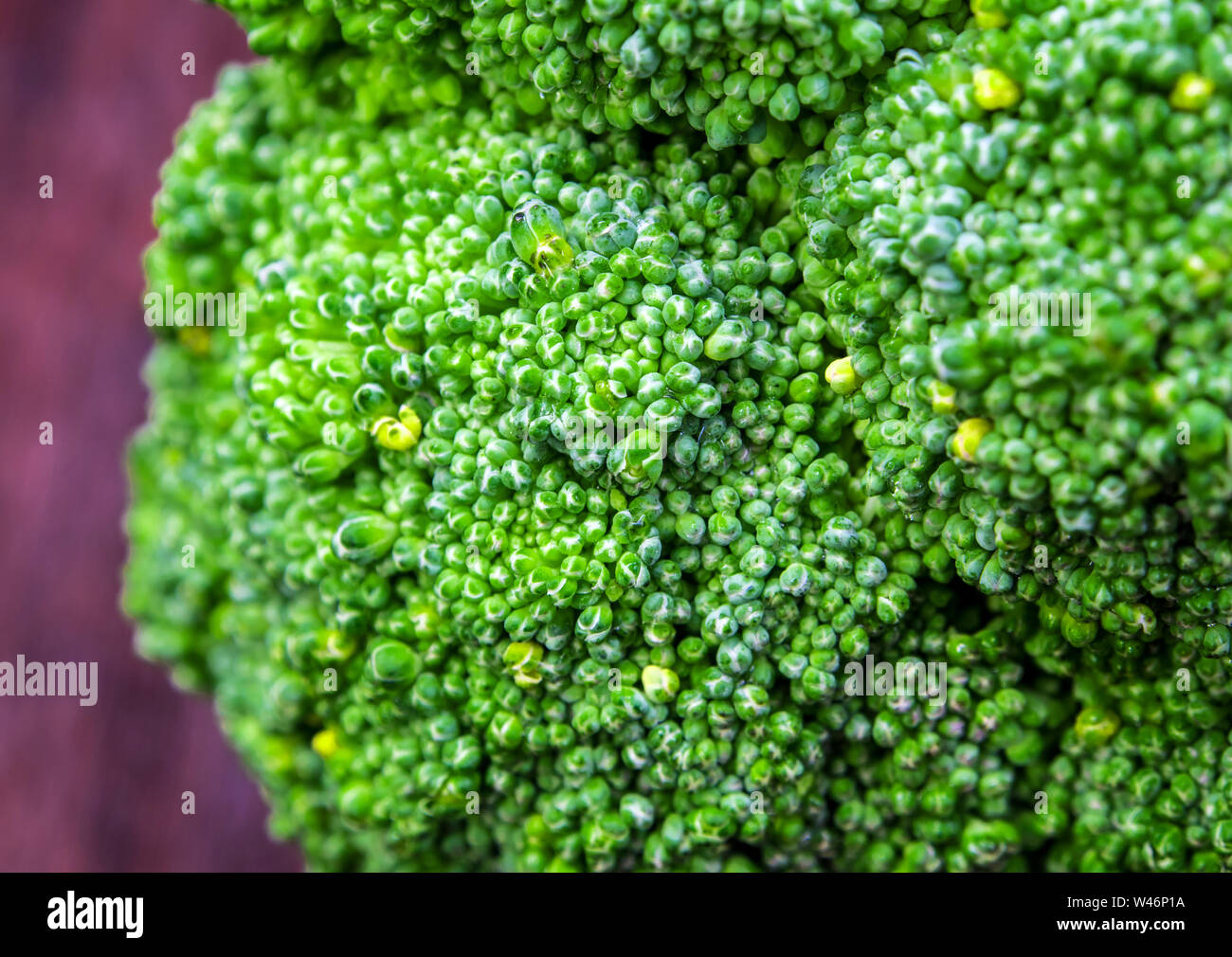 Close up to surface texture of freshness Broccoli vegetable Stock Photo ...