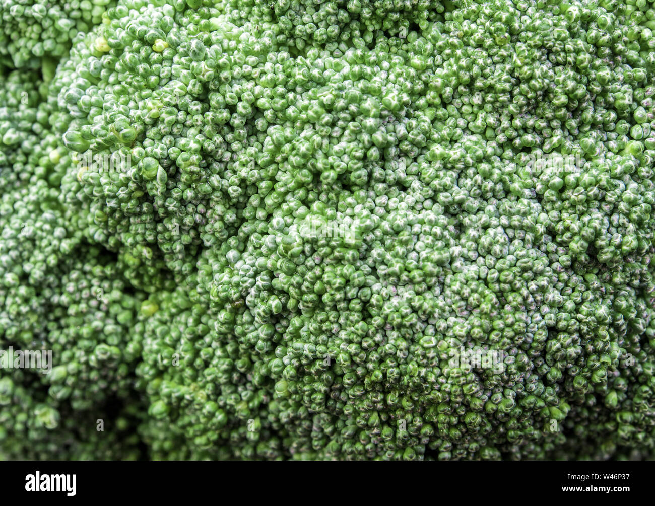 Close up to surface texture of freshness Broccoli vegetable Stock Photo ...