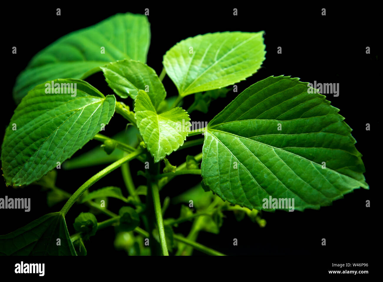 Fresh leaves of Indian acalypha copperleaf, Three-seeded mercury, in ...
