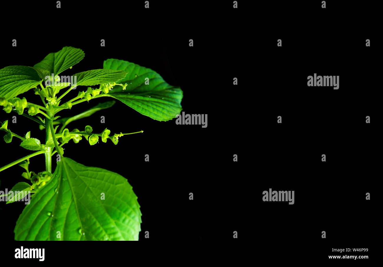 Indian copperleaf hi-res stock photography and images - Alamy