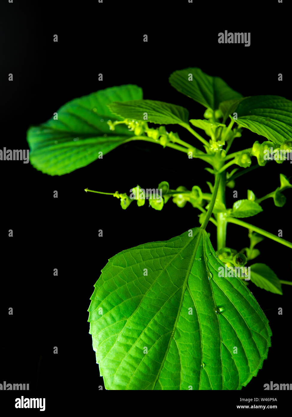 Fresh leaves of Indian acalypha copperleaf, Three-seeded mercury, in ...