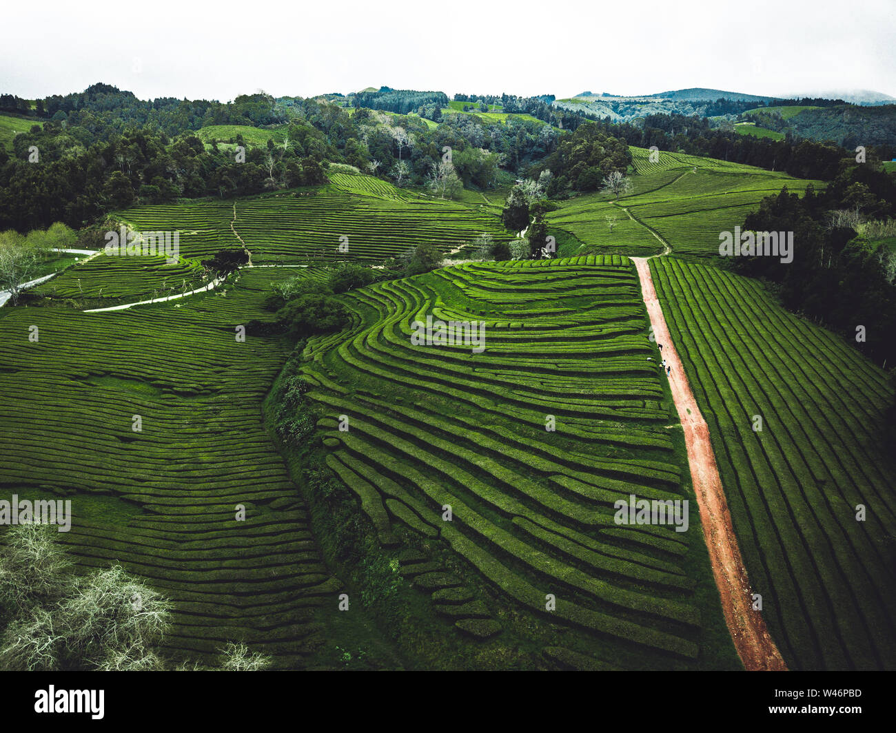 Terrace plantation hi-res stock photography and images - Alamy