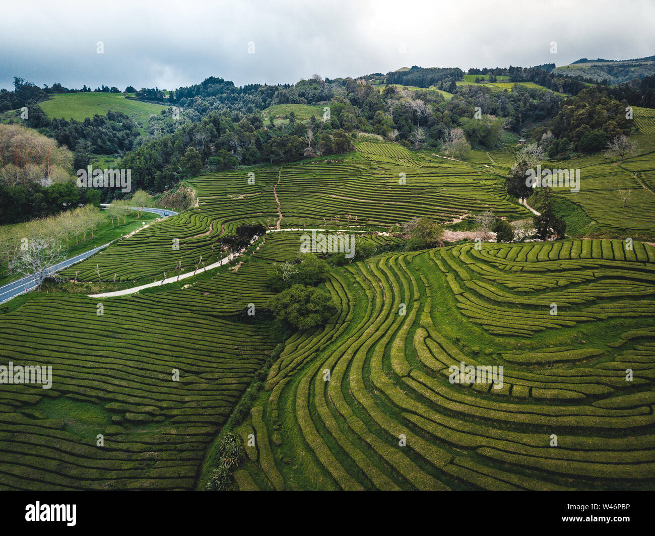 Green tea terrace plantation Gorreana in fog from above, drone shot ...