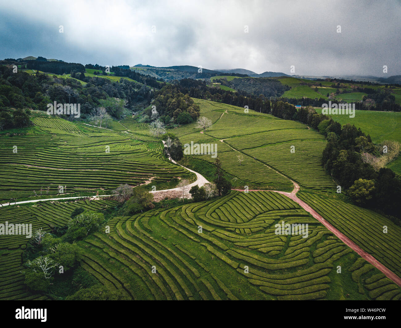 Green tea terrace plantation Gorreana in fog from above, drone shot ...