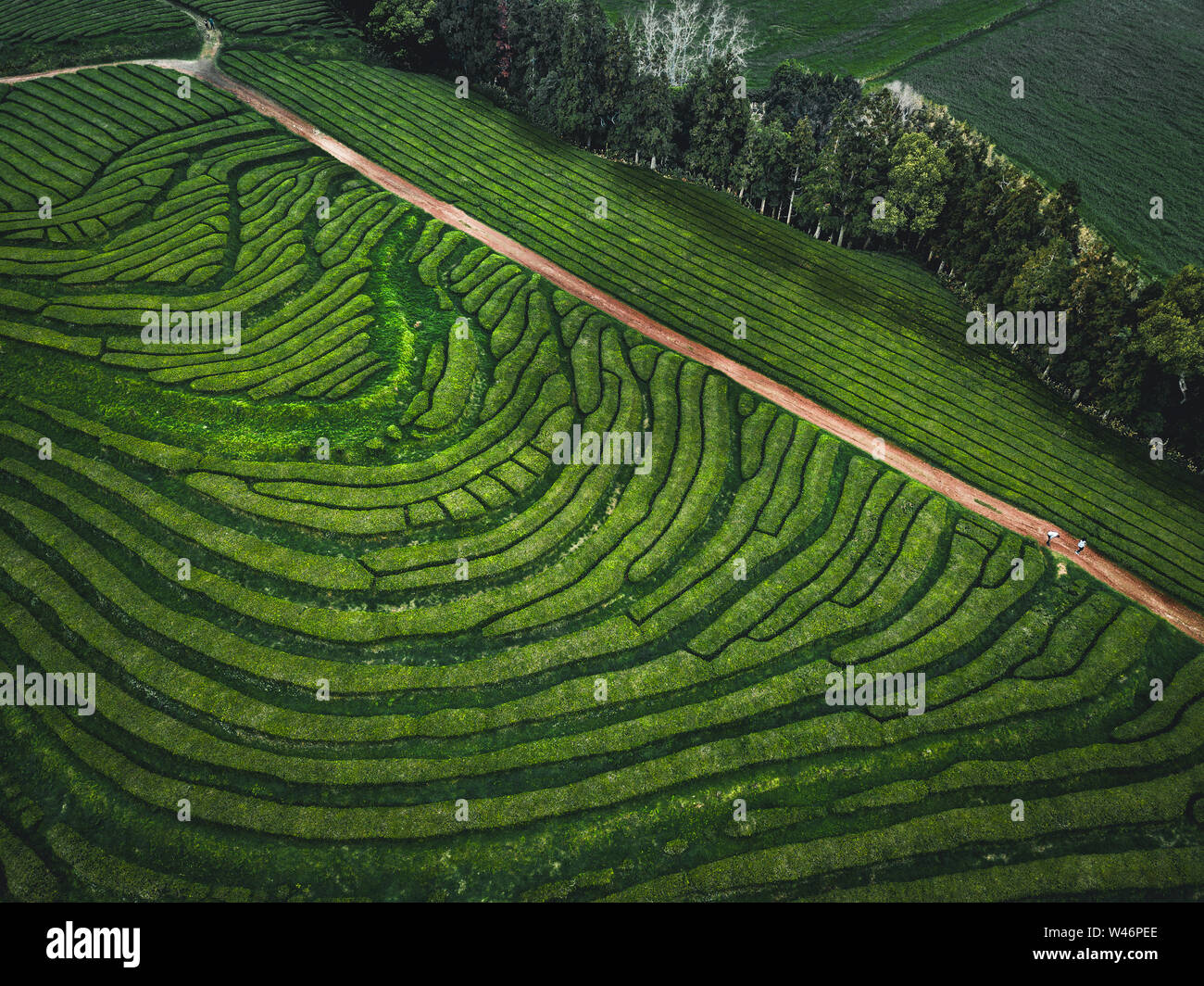 Green tea terrace plantation Gorreana in fog from above, drone shot ...