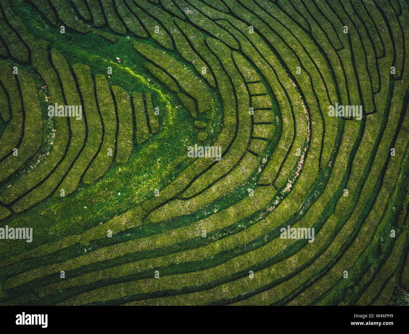 Aerial view tea plantation shot hi-res stock photography and images - Alamy