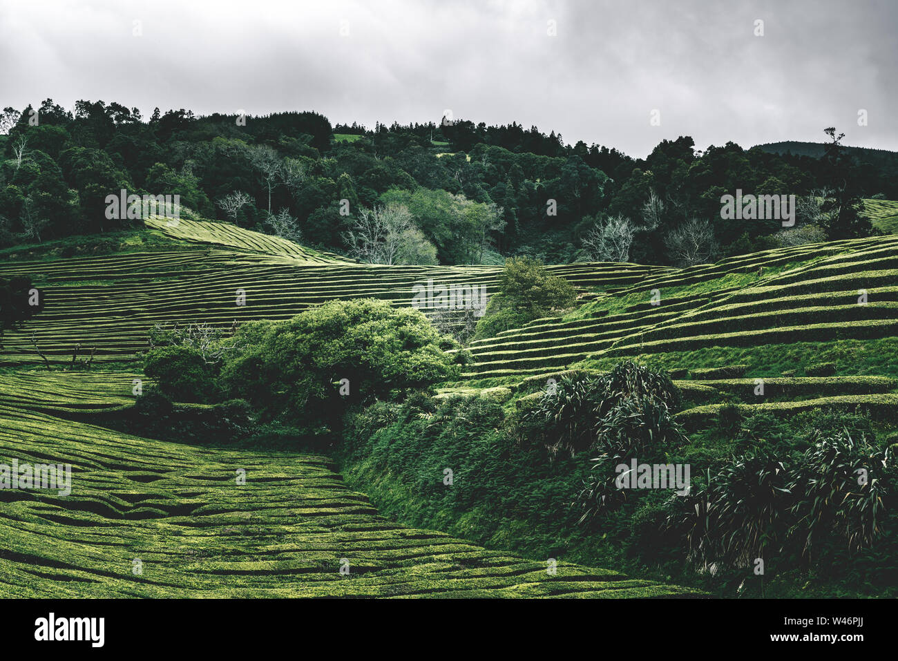 Terrace plantation hi-res stock photography and images - Alamy