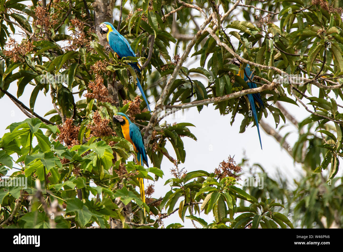 Blue and yellow macaw (Ara ararauna) in Peruvian Amazon Stock Photo - Alamy
