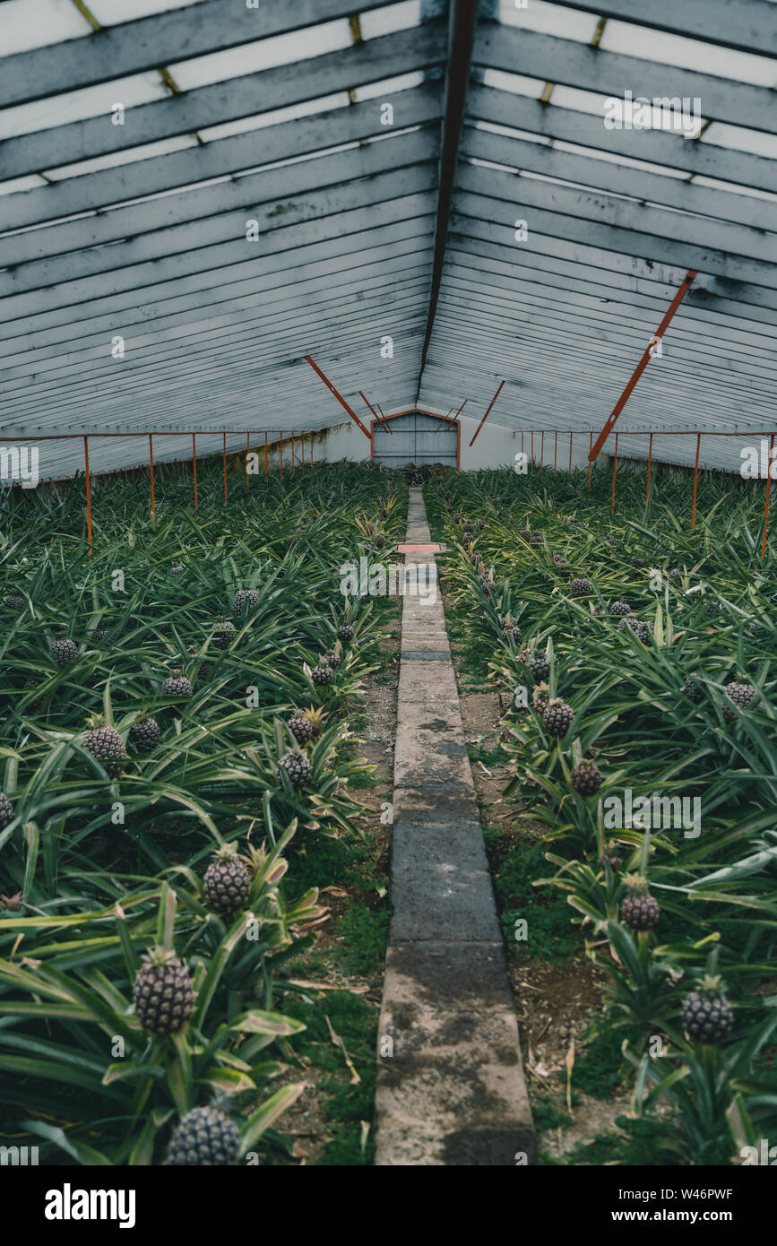 Rows of pineapple plant growing in plantation, Azores, Portugal ...