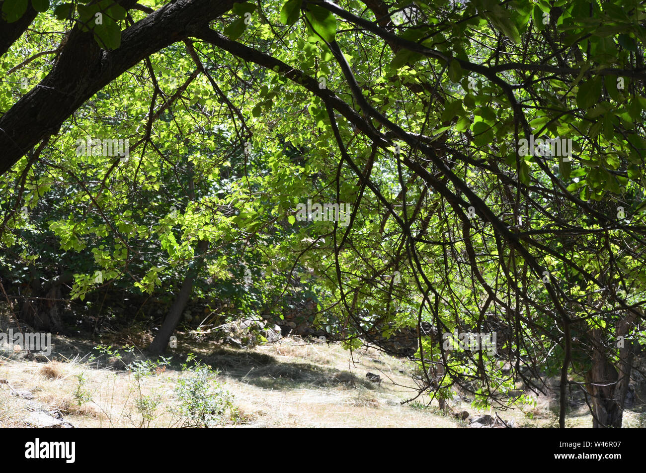Riverine forests and fruit trees orchards in the Nuratau mountains ...