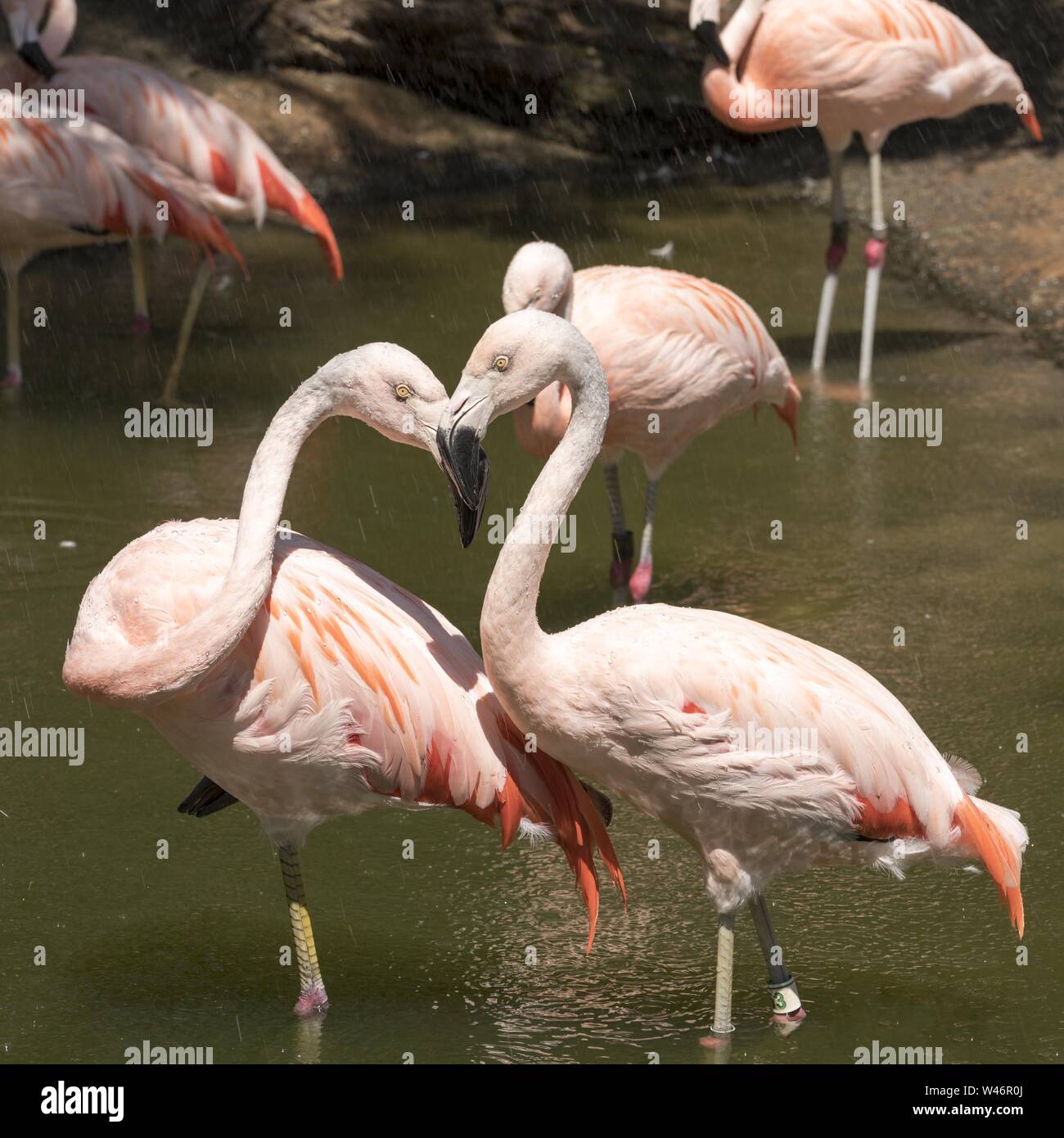 A closeup of two beautiful flamingos touching beaks together in water ...