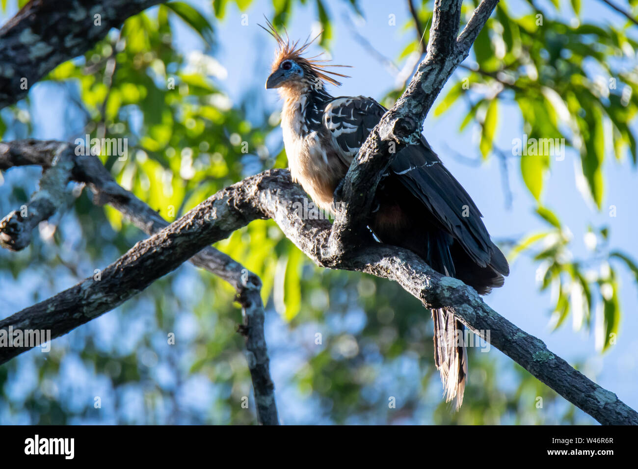 Hoatzin bird hi-res stock photography and images - Alamy