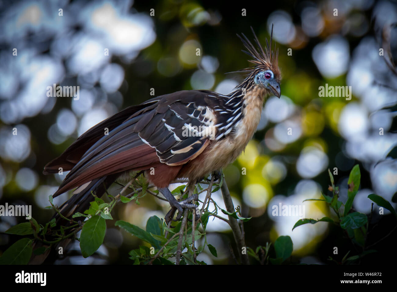 Opisthocomus hoazin bird amazon peru hi-res stock photography and ...