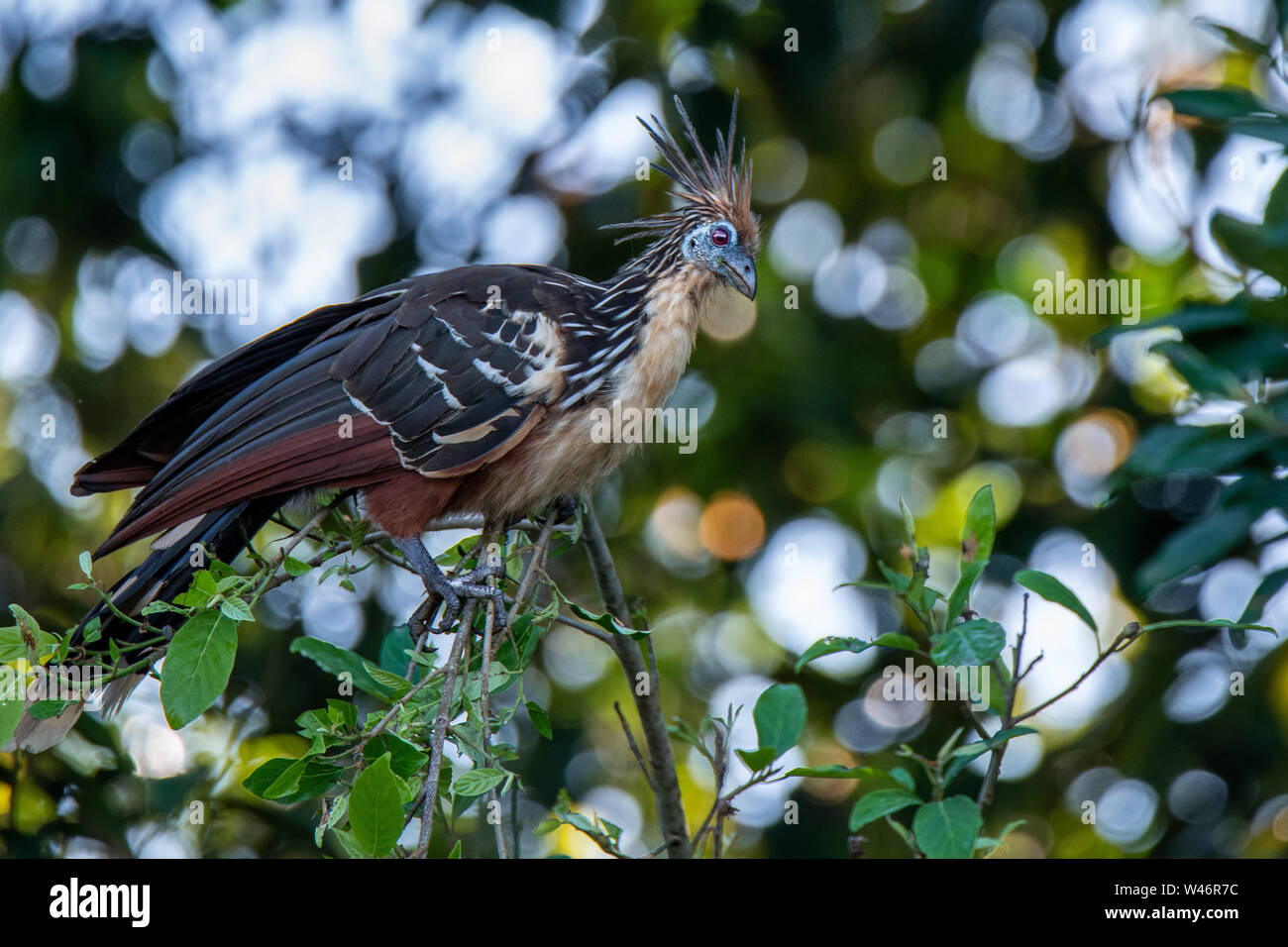 Hoatzin bird (Opisthocomus hoazin) in Peruvian Amazon Stock Photo - Alamy