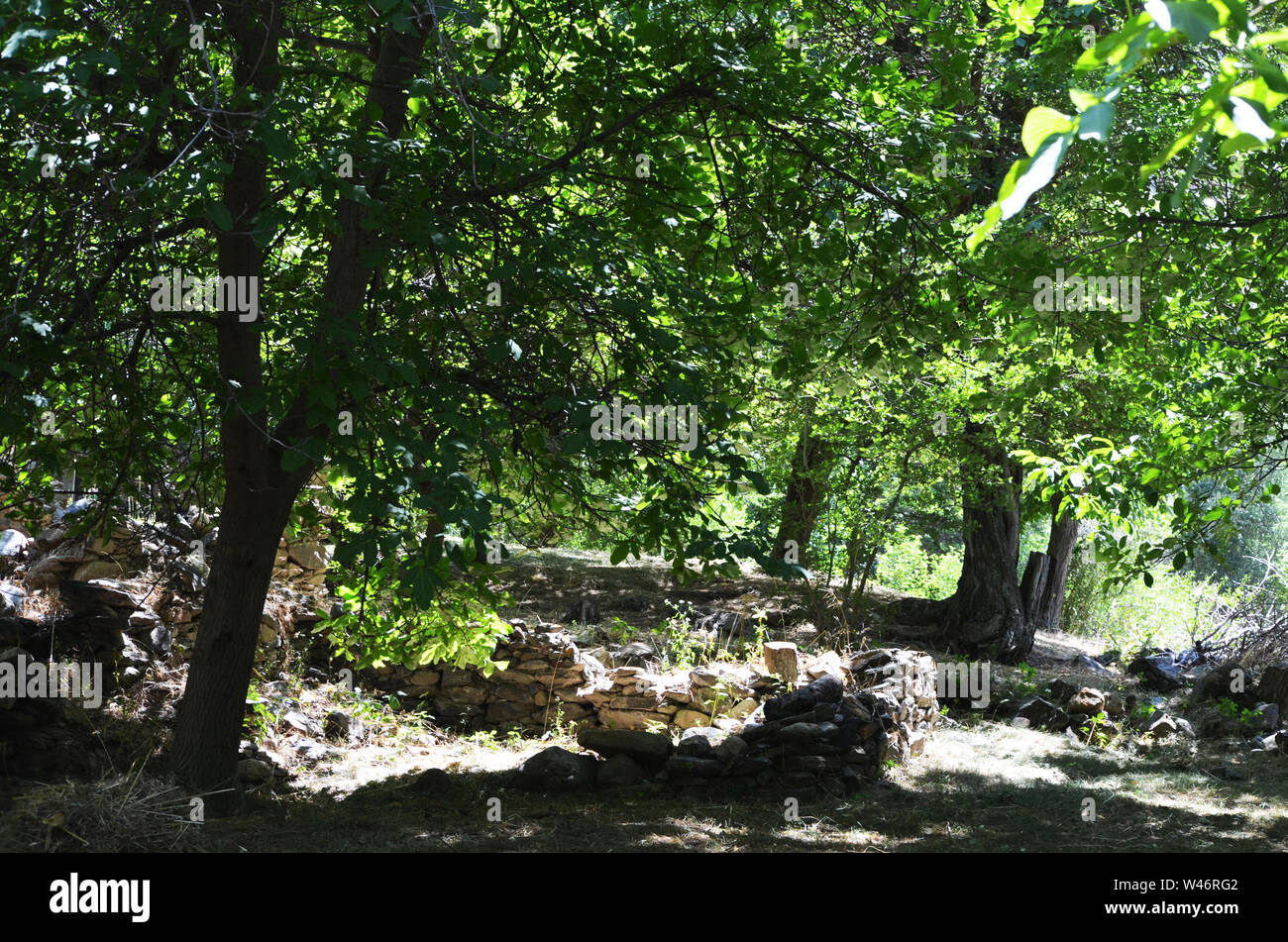 Riverine forests and fruit trees orchards in the Nuratau mountains ...