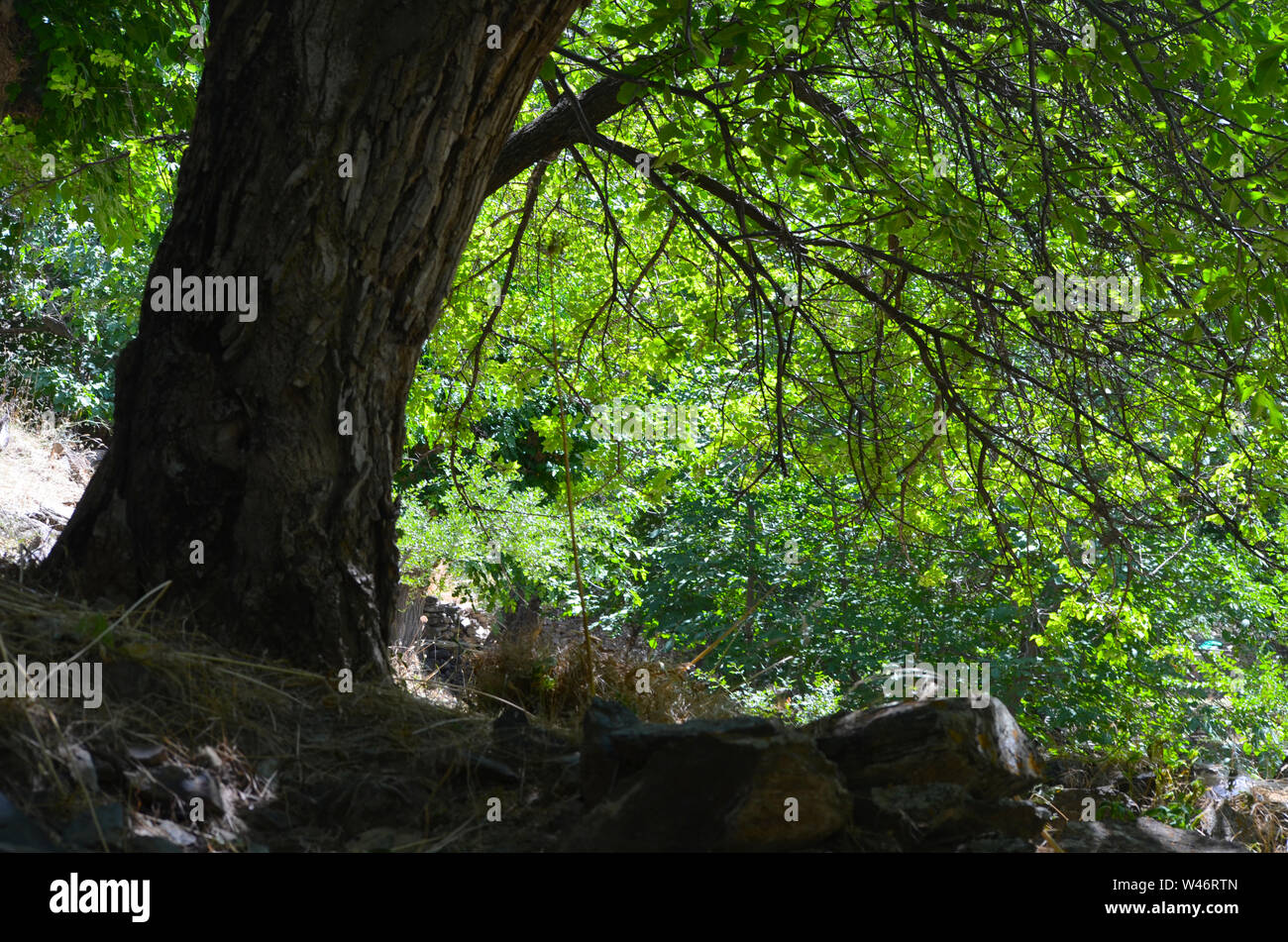 Riverine forests and fruit trees orchards in the Nuratau mountains ...