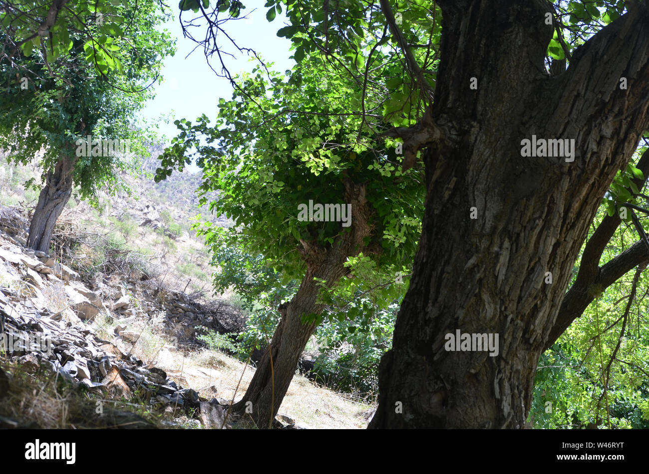 Riverine forests and fruit trees orchards in the Nuratau mountains ...