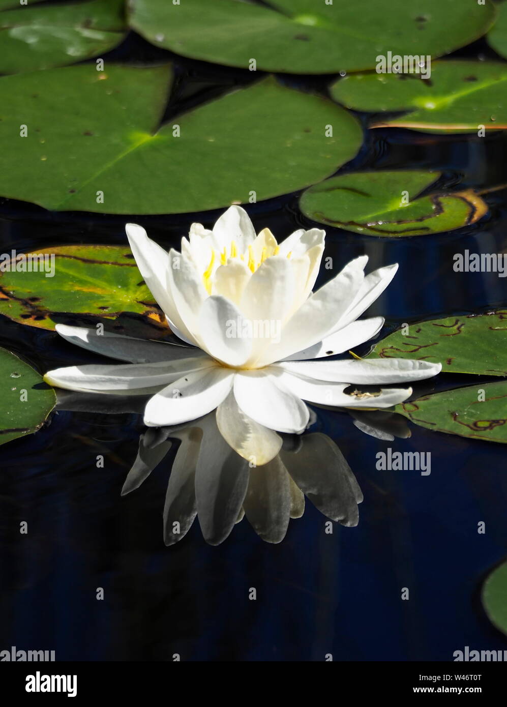 Floating white water lily with reflection Stock Photo - Alamy