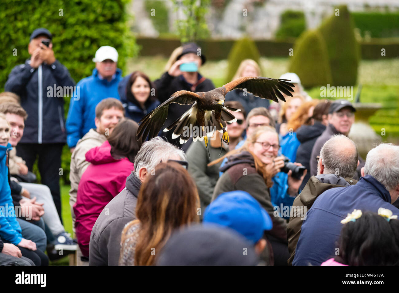 Andy Hughes, a Falconer demonstrates and explains the different hunting ...