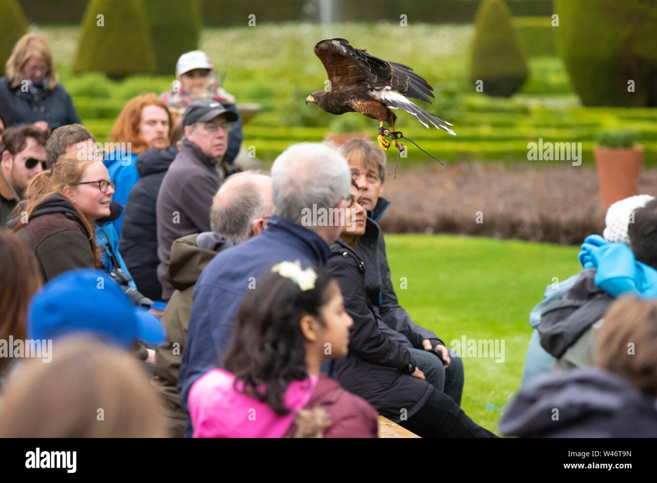 Andy Hughes, a Falconer demonstrates and explains the different hunting ...
