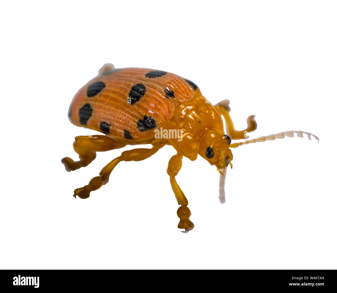 Little Beetle (Epilachna) resting on white background Stock Photo - Alamy