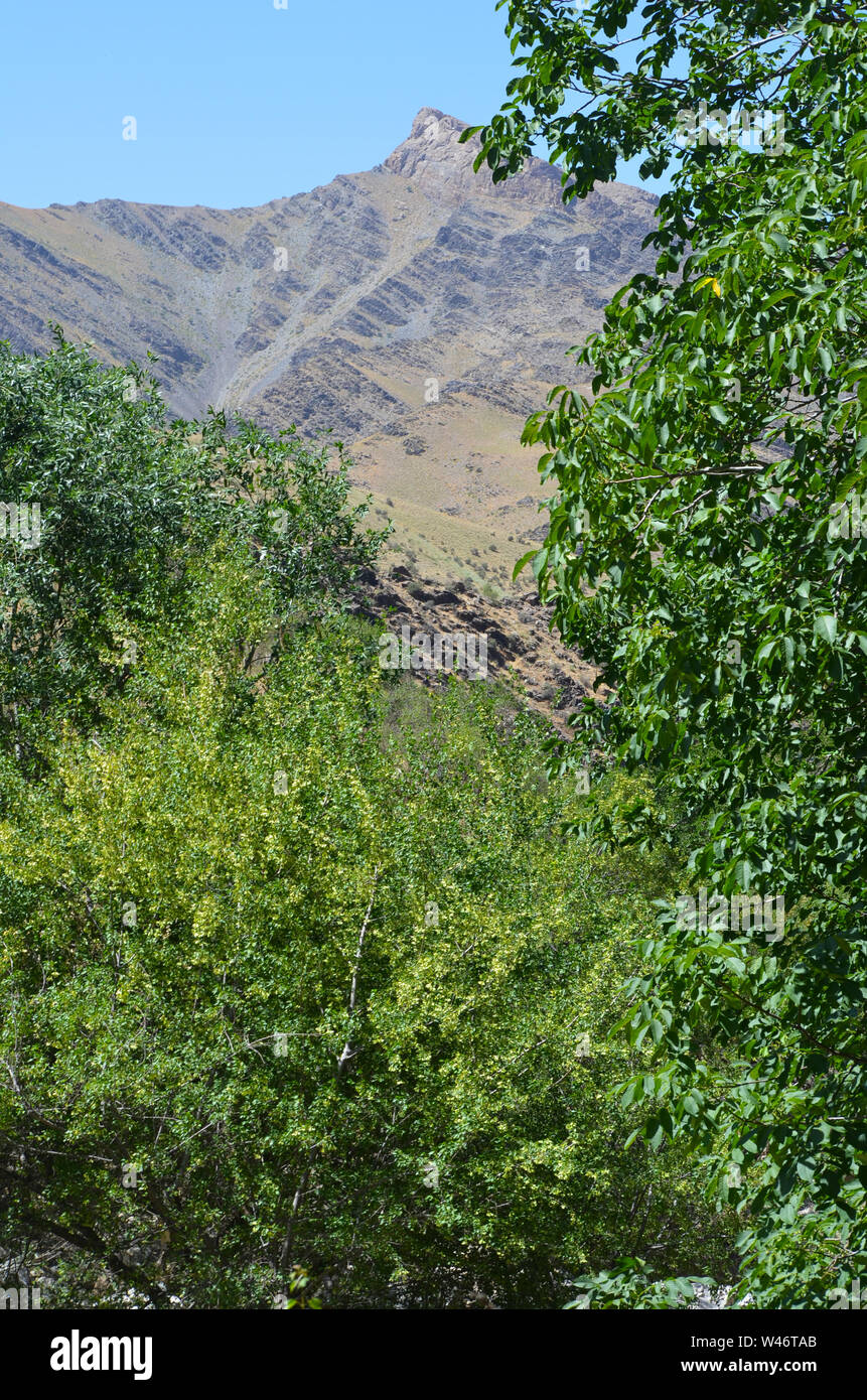 Riverine forests and fruit trees orchards in the Nuratau mountains ...