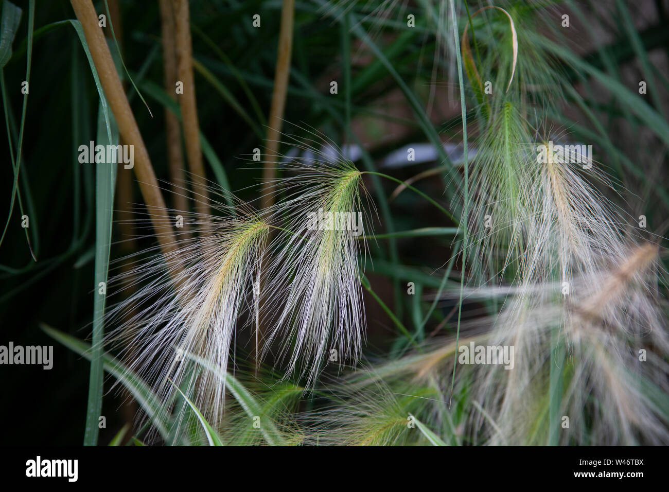 Foxtail Barley or Squirrel-tail grass (Hordeum Jubatum) in uk garden ...