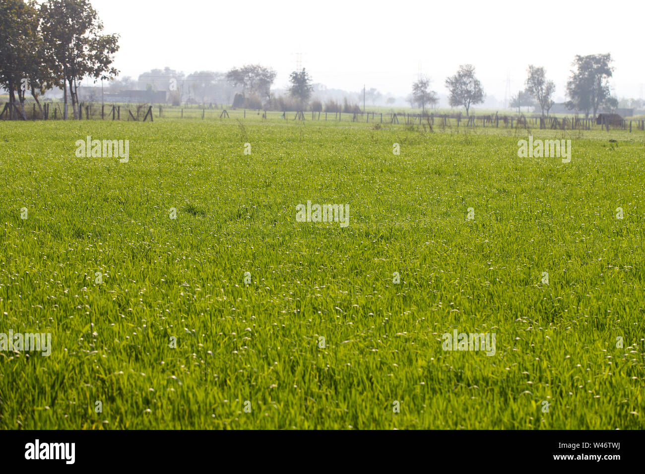Wheat crop in a field Stock Photo - Alamy
