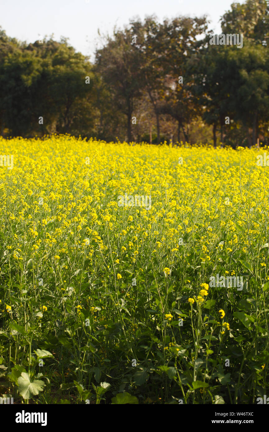 Mustard crop in a field Stock Photo - Alamy