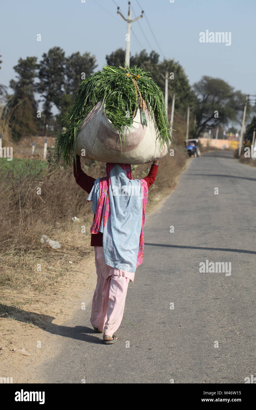 Woman carrying fodder on her head Stock Photo - Alamy