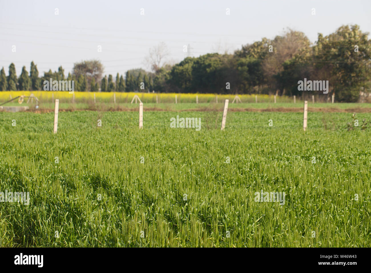 Wheat crop in a field Stock Photo - Alamy