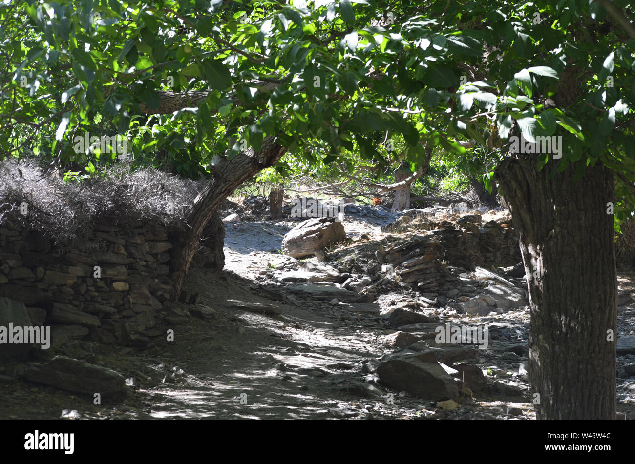Riverine forests and fruit trees orchards in the Nuratau mountains ...