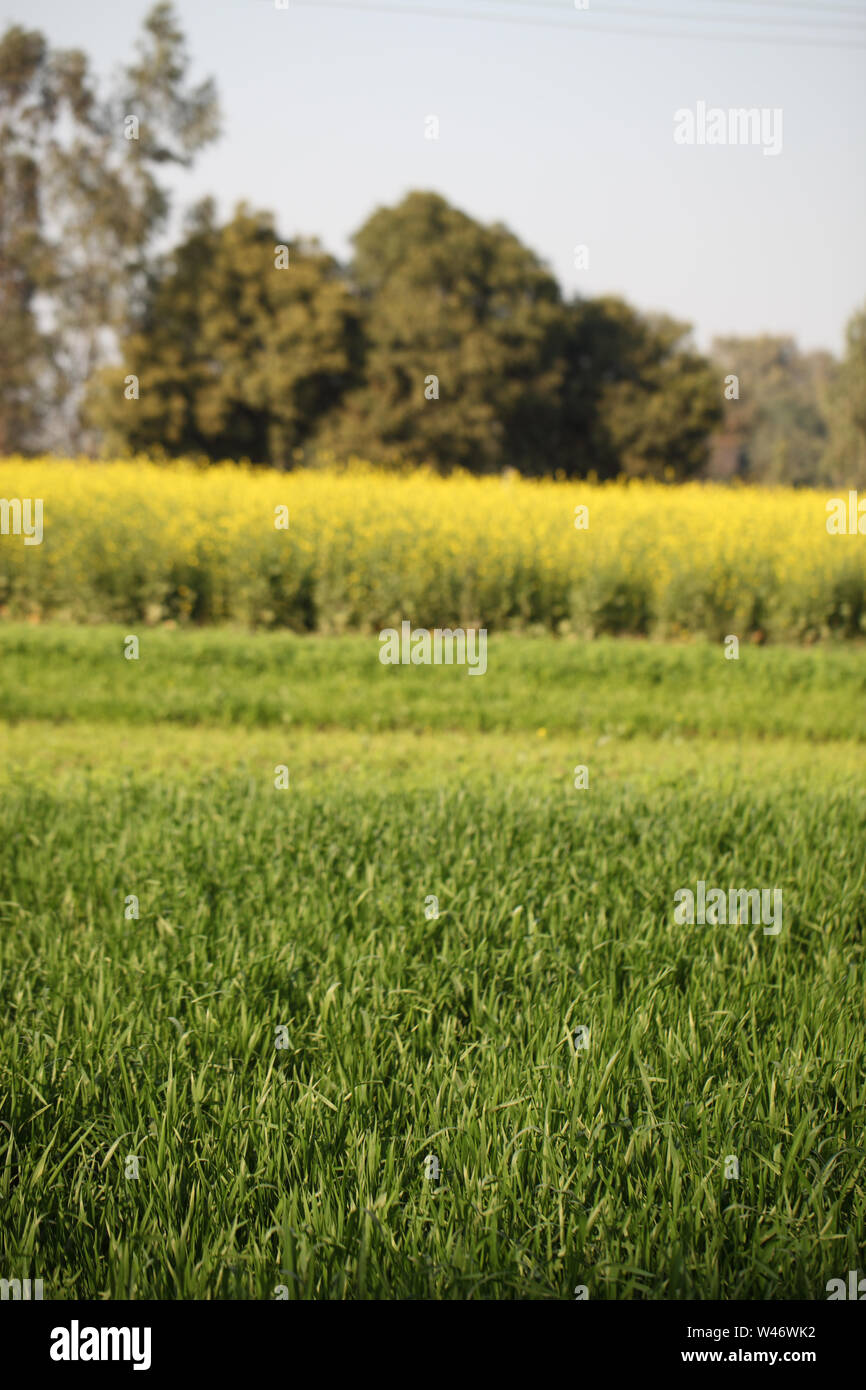 Crops in a field Stock Photo - Alamy