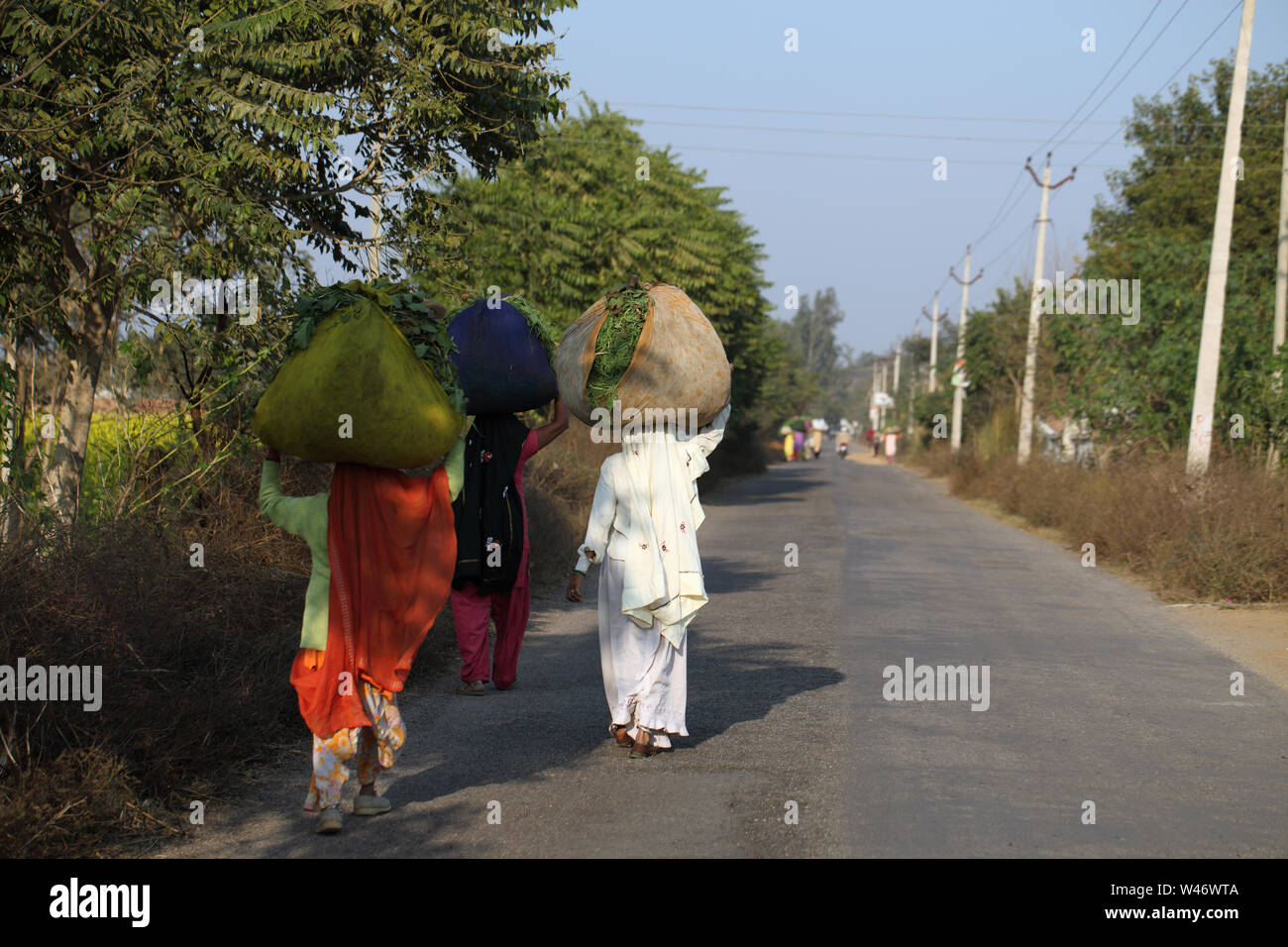 Carrying fodder hi-res stock photography and images - Alamy