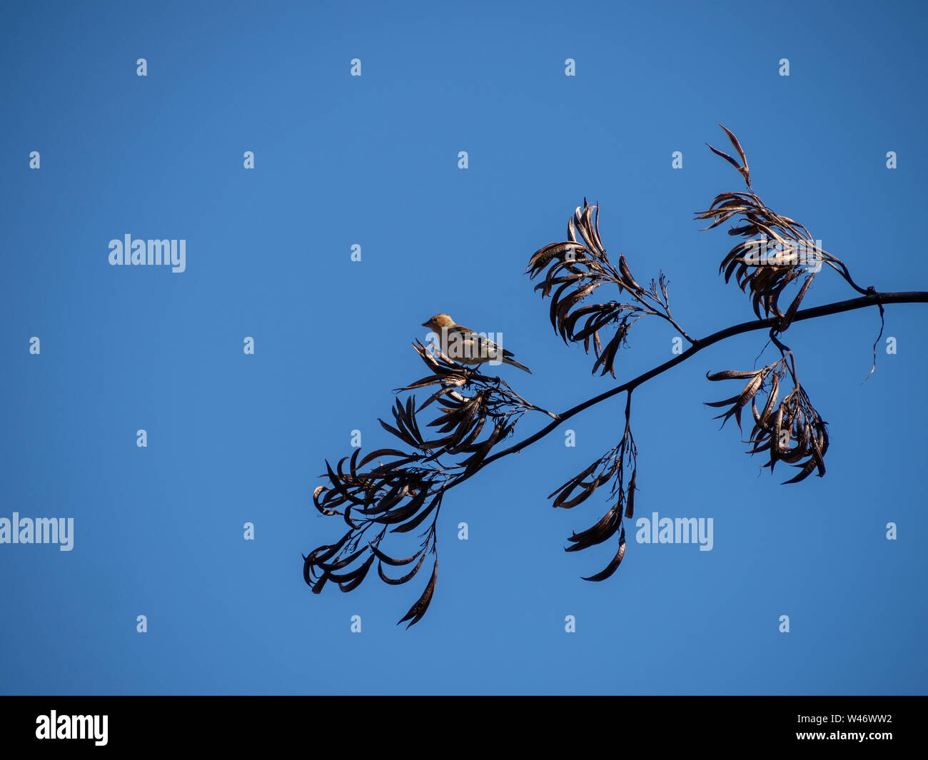 Autumn in New Zealand, a small bird sits on the stem of a flax bush ...