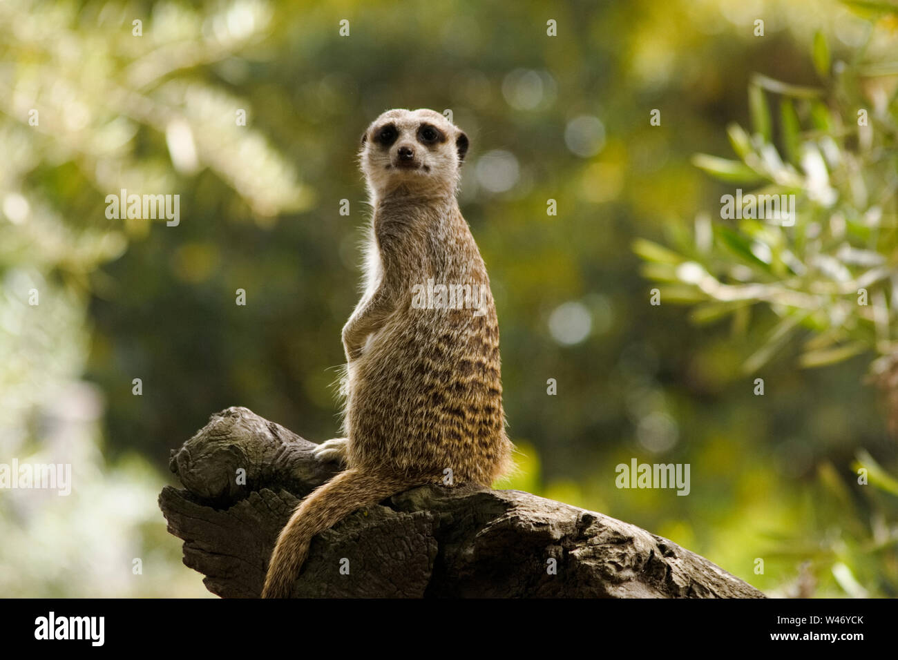 Cute african suricate Suricata suricatta Stock Photo - Alamy