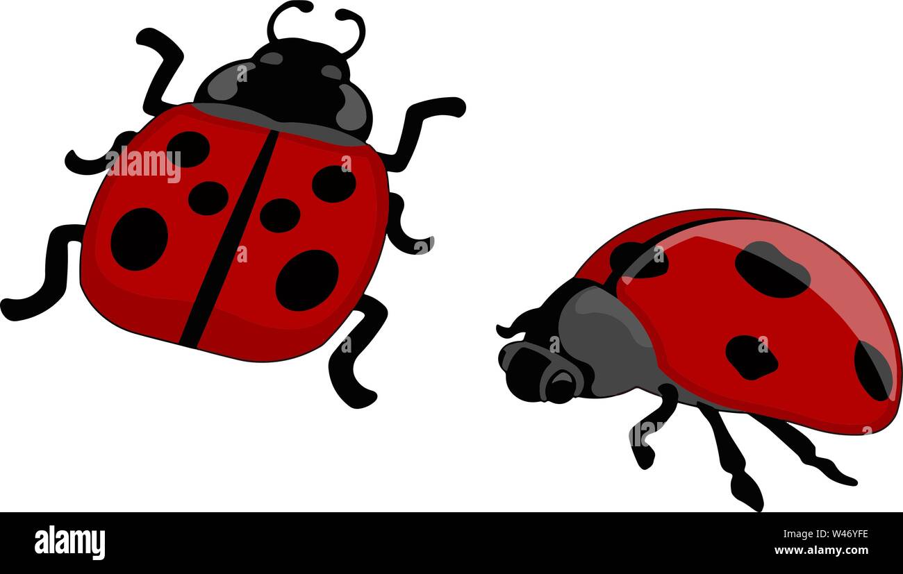 Two red ladybugs , illustration, vector on white background Stock ...