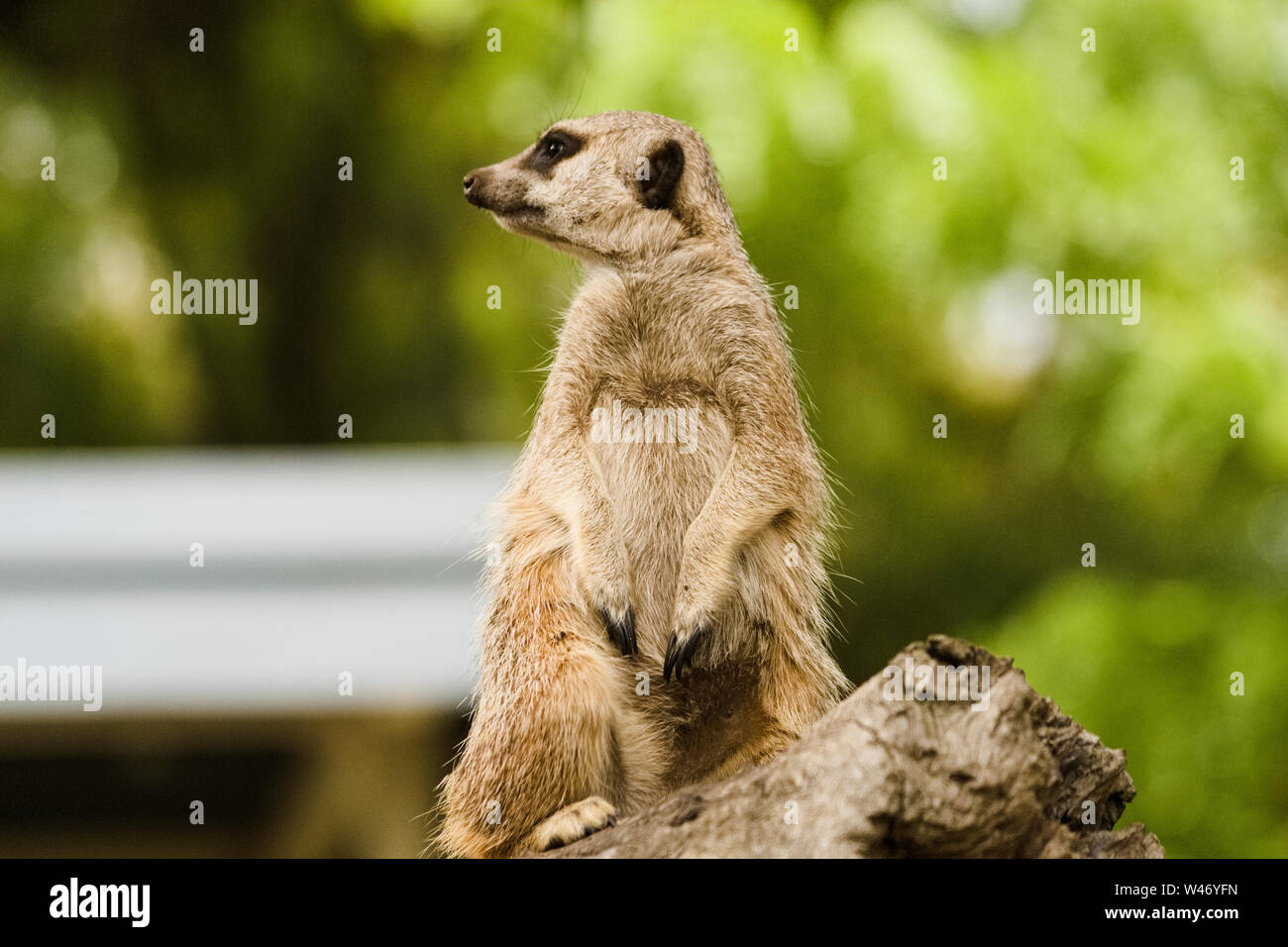Cute african suricate Suricata suricatta Stock Photo - Alamy