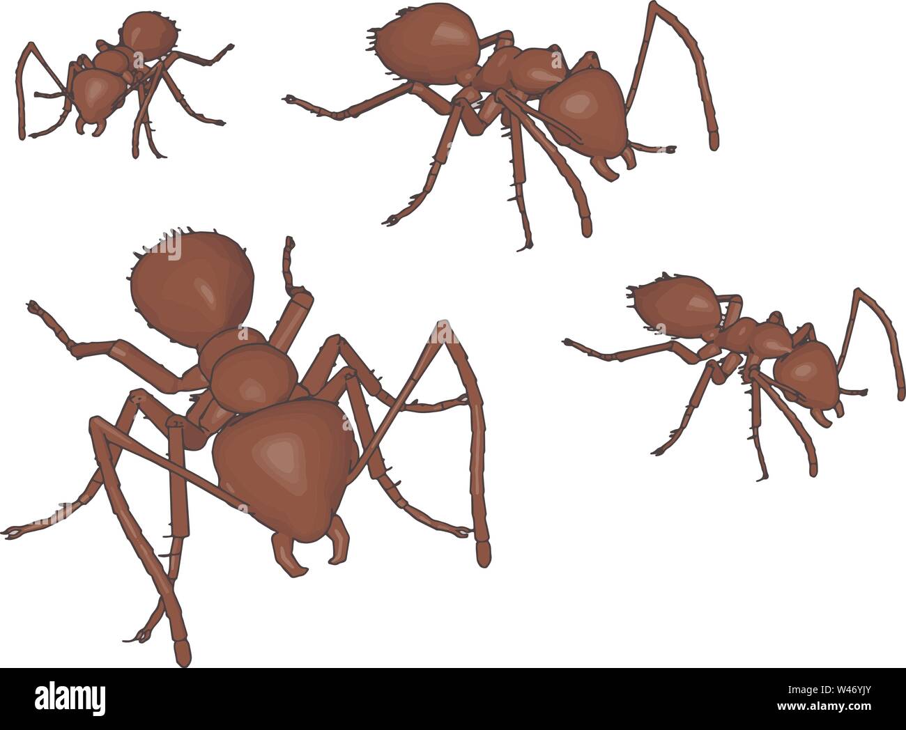 Four 3D brown ants, illustration, vector on white background Stock ...