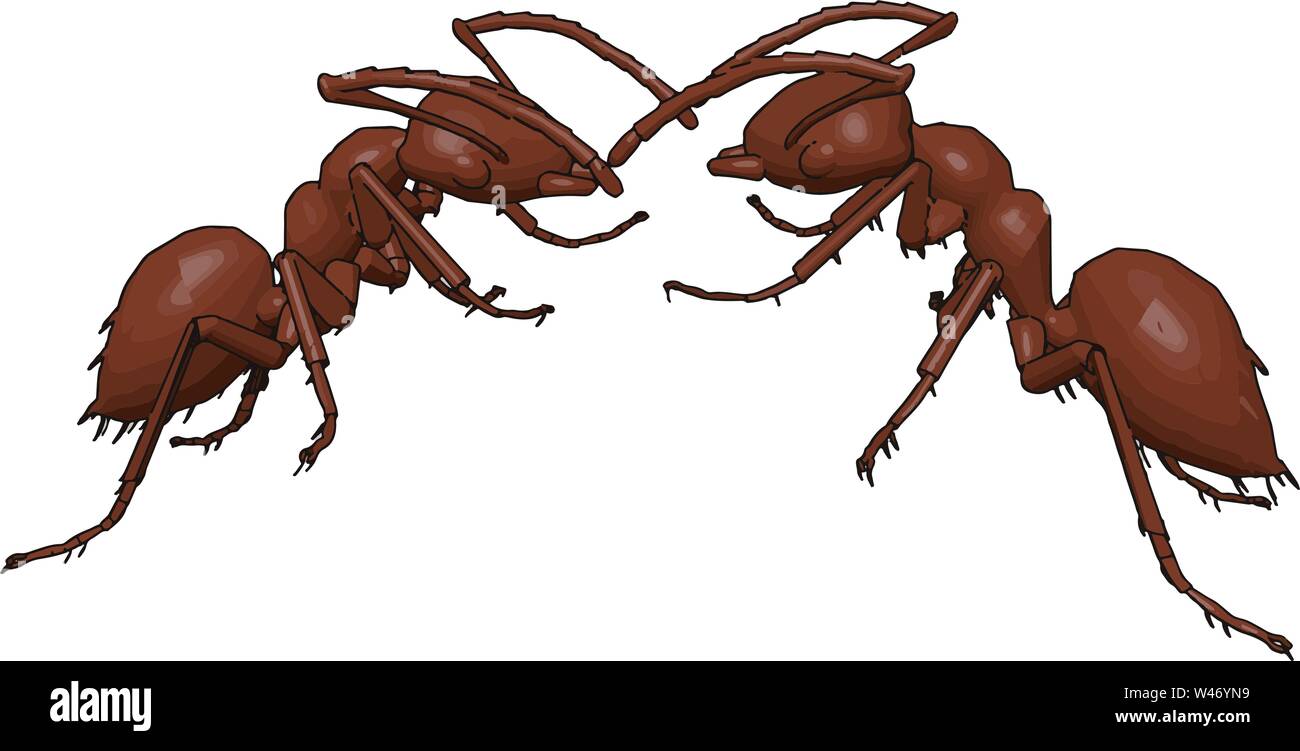 Black carpenter ants Stock Vector Images - Alamy