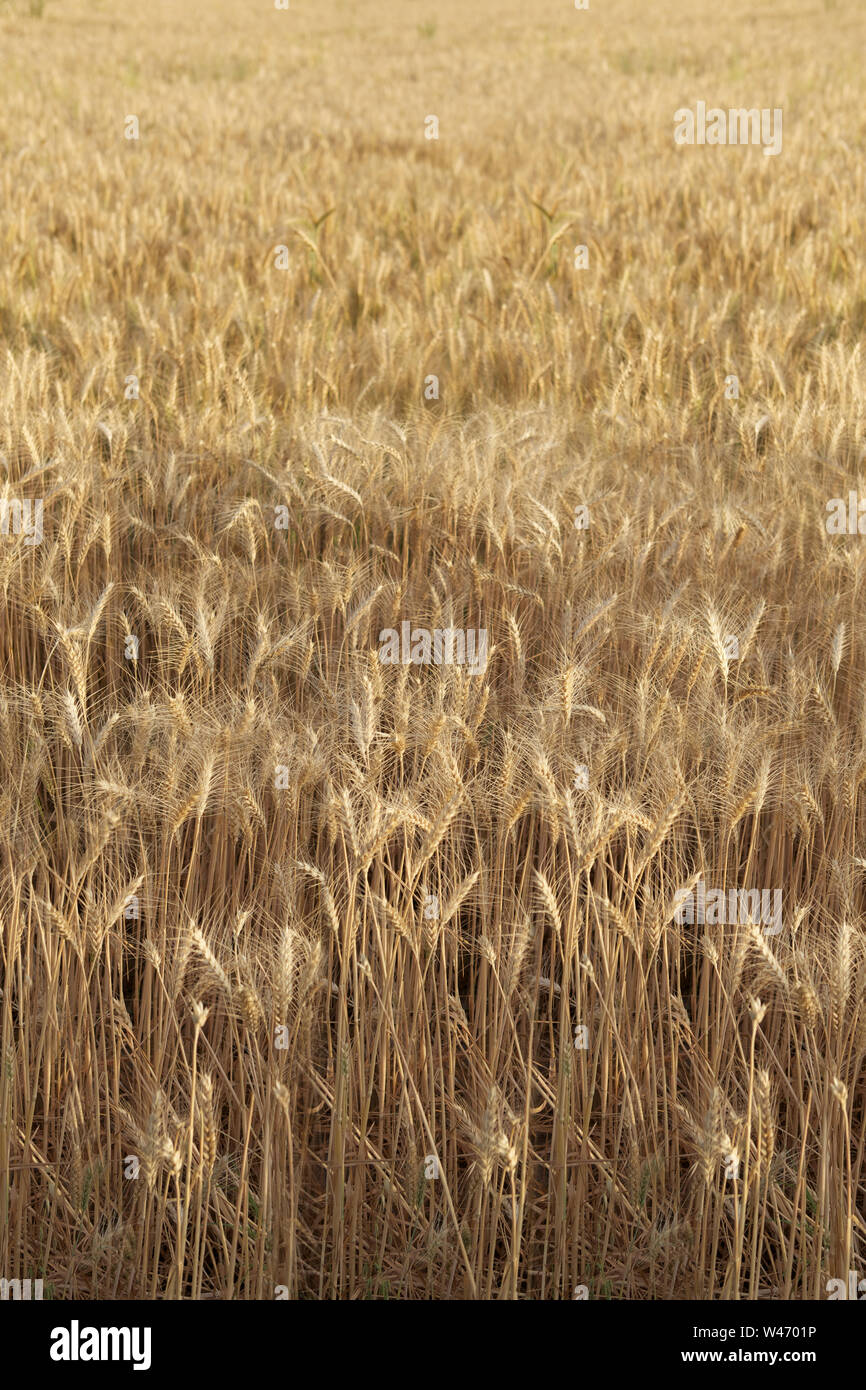 Wheat crop in a field Stock Photo - Alamy