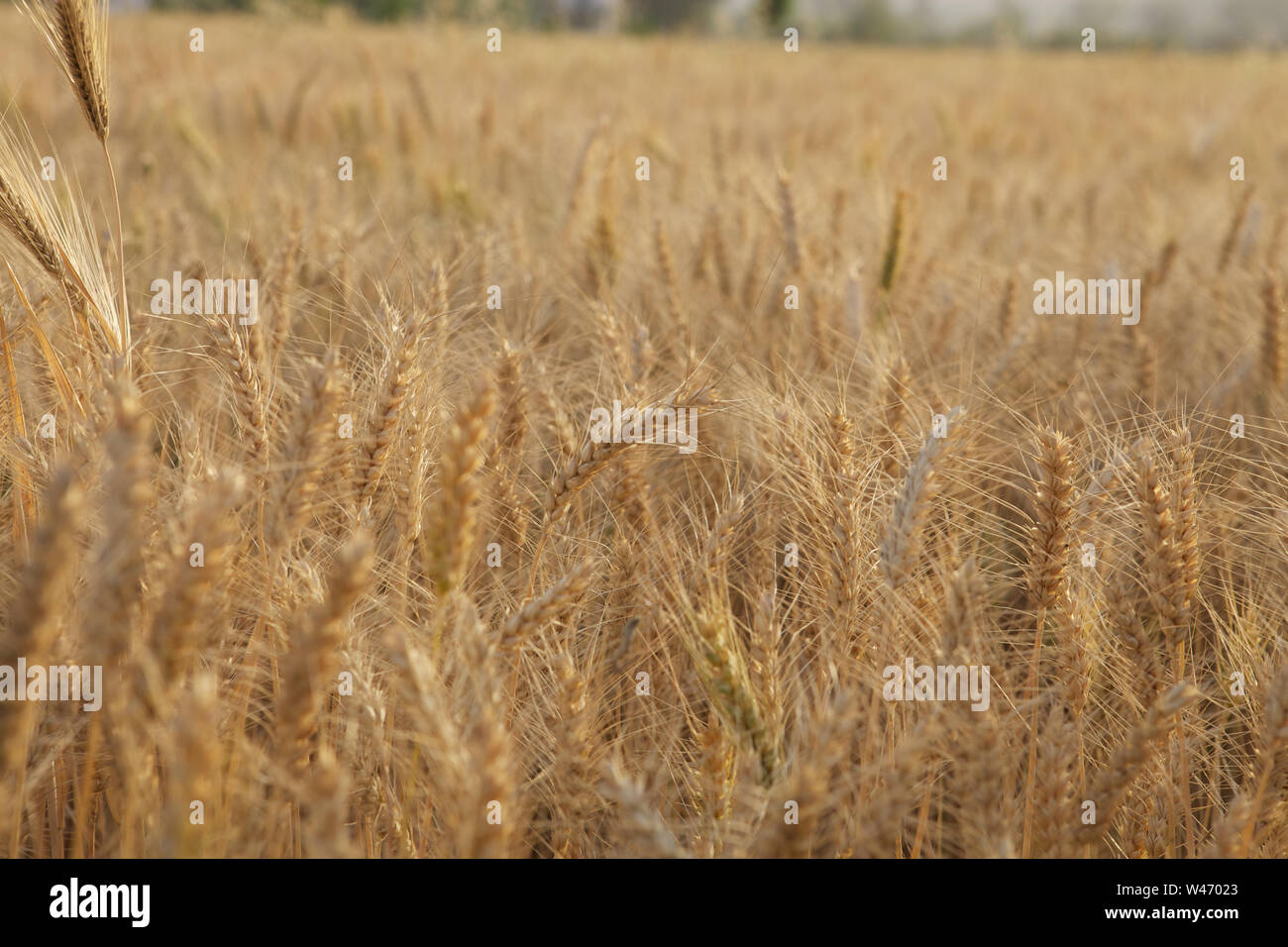Wheat crop in a field Stock Photo - Alamy