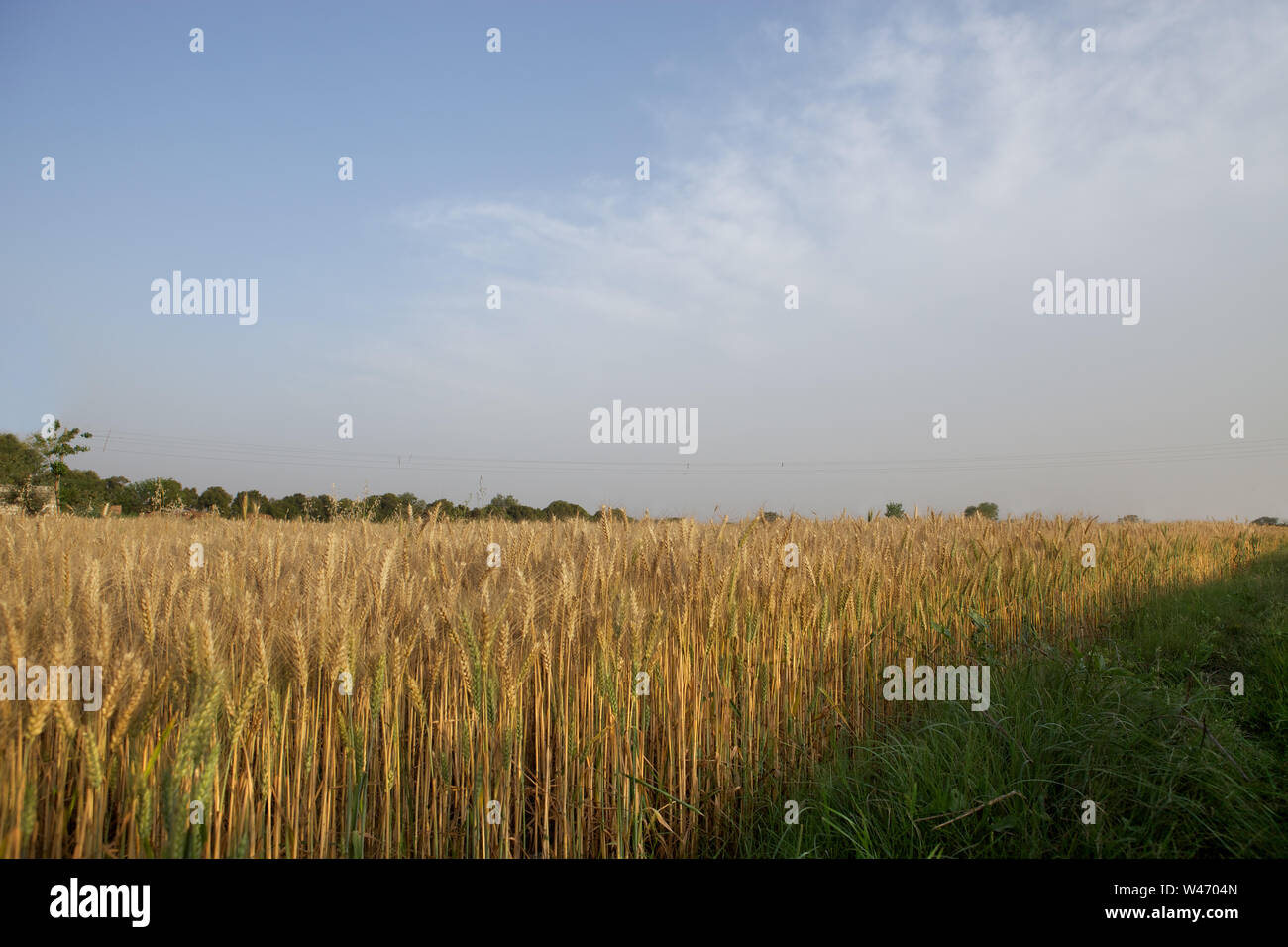 Wheat crop in a field Stock Photo - Alamy