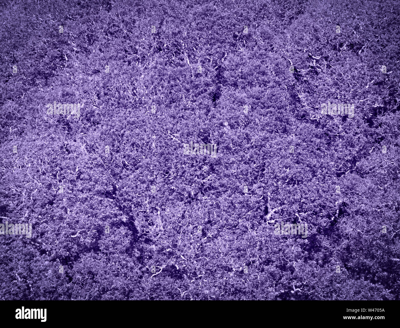 Purple canopy hi-res stock photography and images - Alamy
