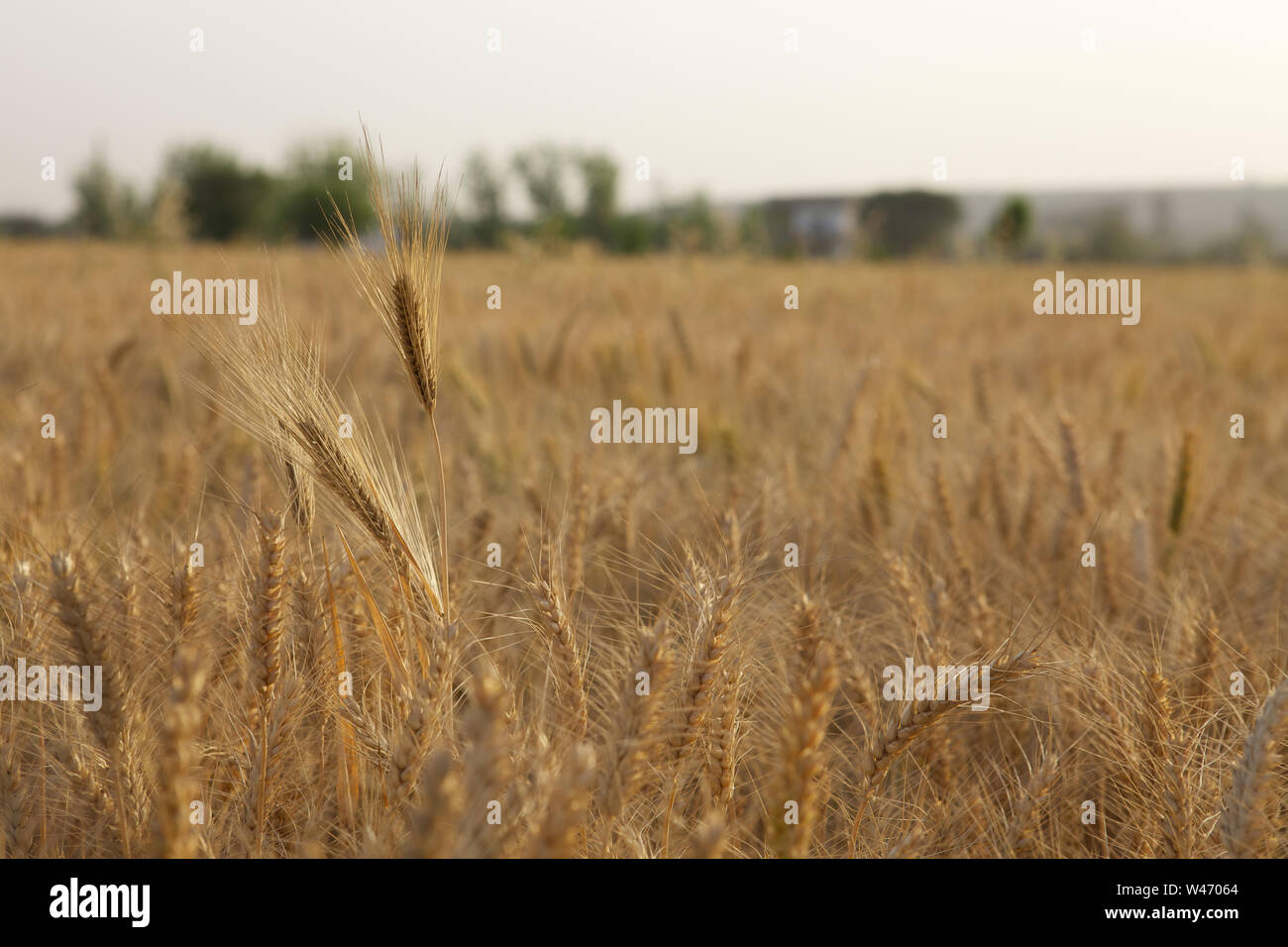 Wheat crop in a field Stock Photo - Alamy
