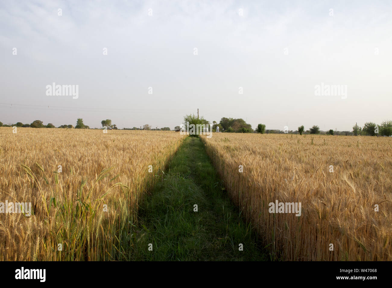 Wheat crop in a field Stock Photo - Alamy