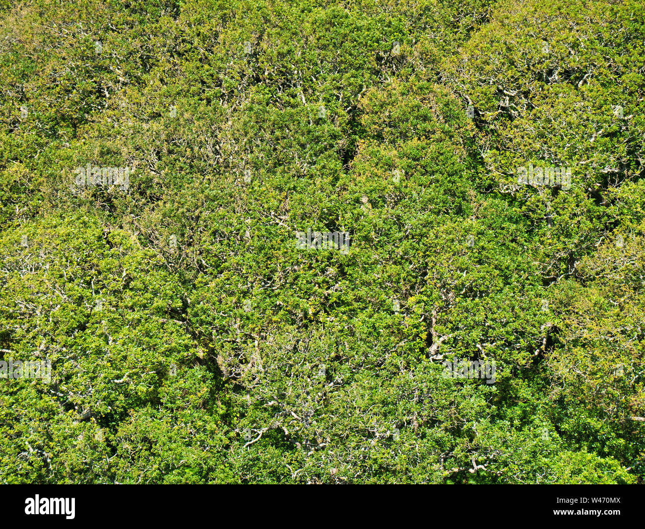 Tree canopy pattern hi-res stock photography and images - Alamy